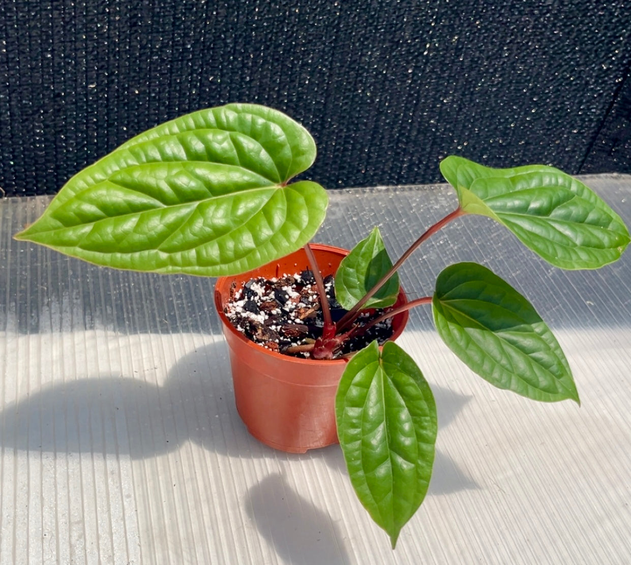 Anthurium Radican – Clean Leaf Plant Shop